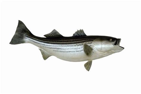 Striped Bass Png 910x603 Wallpaper