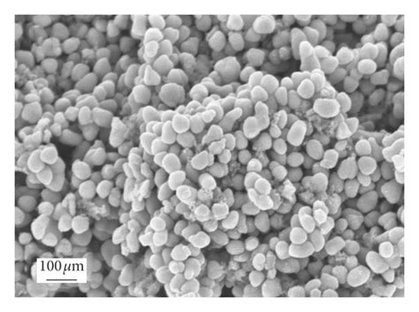 Sem Micrograph Of Copper Oxide Nanoparticles Download Scientific Diagram