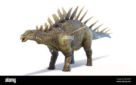 Kentrosaurus Dinosaur
