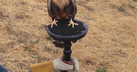 Atlanta Falcons Album On Imgur