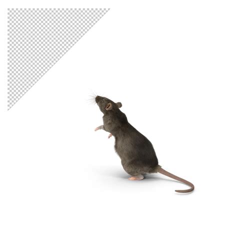 Premium Psd Grey Rat Pose Png