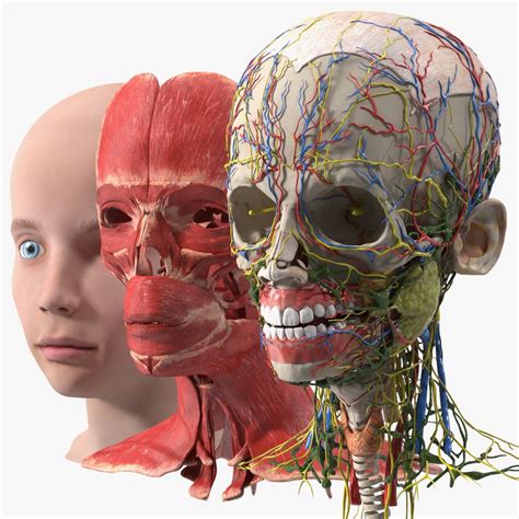 Girl Head Anatomy 3d Model 149 3ds Blend C4d Fbx Max Ma Lxo