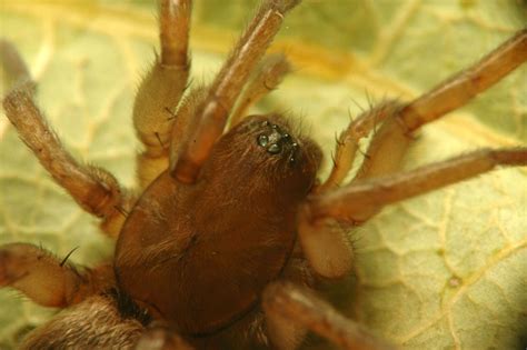 Pavouci Cz Drassodes Pubescens