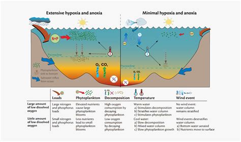 Waves Clipart Seawater Dissolved Oxygen In Water Diagram Free Transparent Clipart ClipartKey