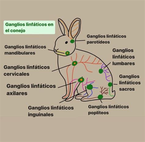 Anatomía Del Conejo Guía Clara De Su Cuerpo Y Funciones Principales