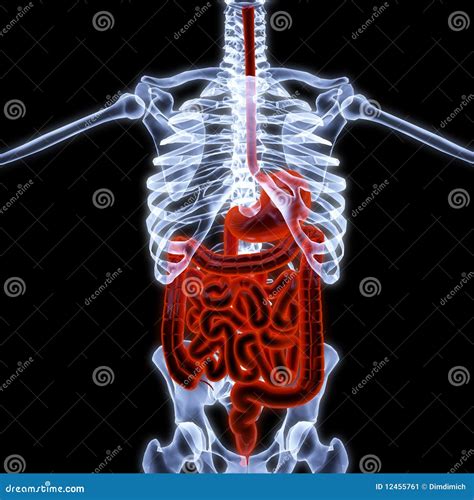 human entrails stock image image 12455761