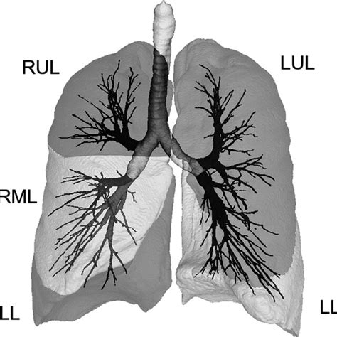 Methods Used To Calculate The Airway Tree To Lung Percentage Ratio