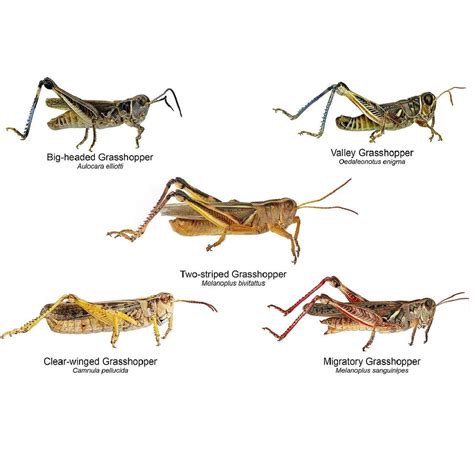 Grasshopper Classification Grasshopper Scientific Name And Classification Grasshopper Classification Grasshopper Scientific Name And Classification