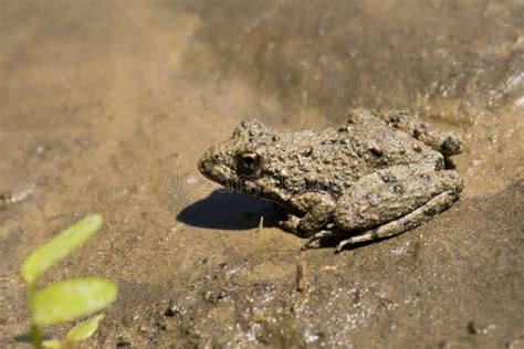 Small Toad In The Mud Stock Image Image Of Macro Outdoor 247315221