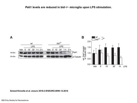 Peli1 Levels Are Reduced In Bid− − Microglia Upon Lps Stimulation