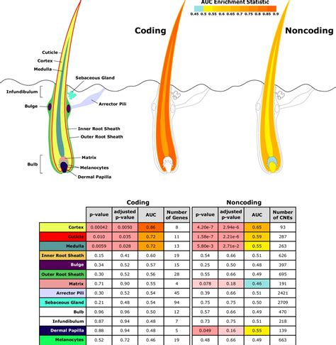 figures and data in complementary evolution of coding and noncoding