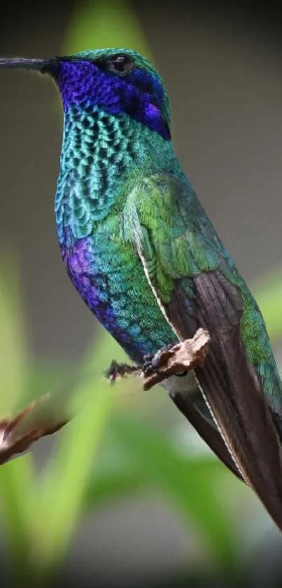 Vibrant Hummingbird Phone Wallpaper Free Download