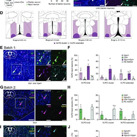 Monosynaptic Retrograde Projection Specific Rabies Virus Mediated