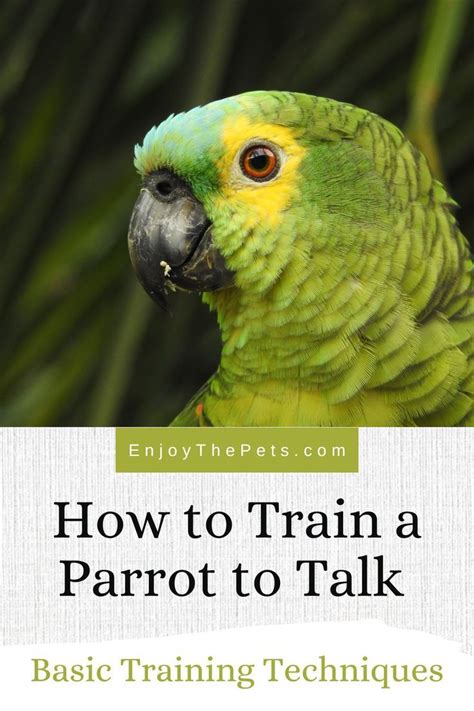 How To Train A Parrot To Talk Basic Training Techniques In 2024