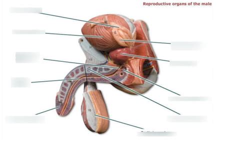 Male Reproductive Organs 3 Diagram Quizlet