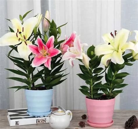 The Complete Methods Of Planting And Caring For Lilies October 19