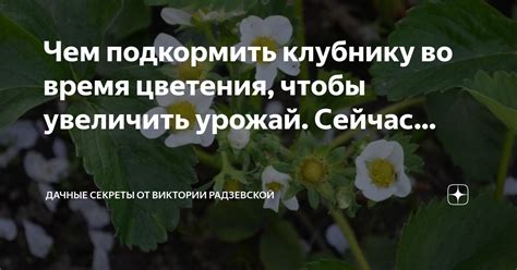 Чем подкормить клубнику во время цветения чтобы увеличить урожай Сейчас… Виктория Радзевская