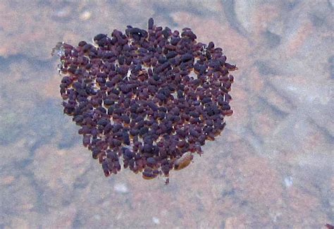 Springtail Vs Flea Explained Whats That Bug