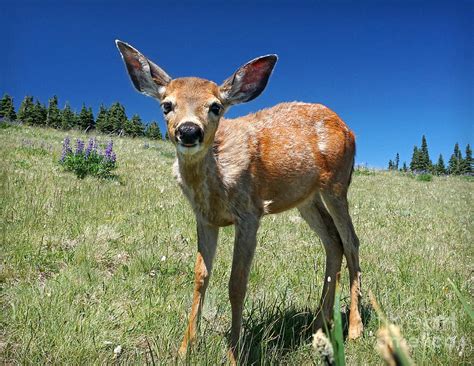 Inquisitive Blacktail Fawn Photograph By Martin Konopacki Fine Art