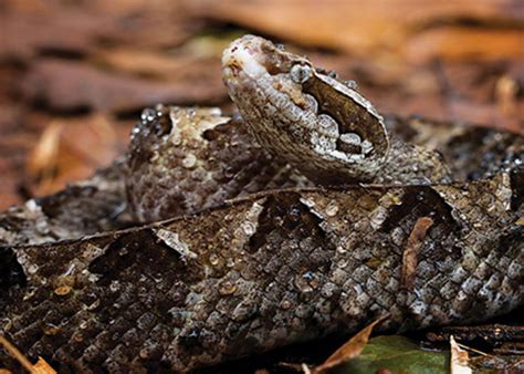 Mengenal Lebih Dekat Ular Kadut Si Predator Air Yang Pemalu Apakah Berbisa Berikut Penjelasannya