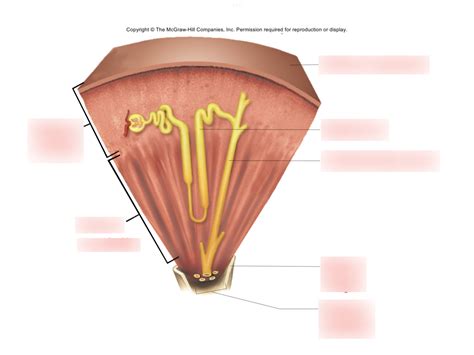 Renal Pyramind Diagram Quizlet