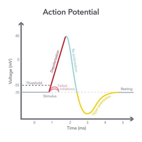 Action Potential Diagram Muscle