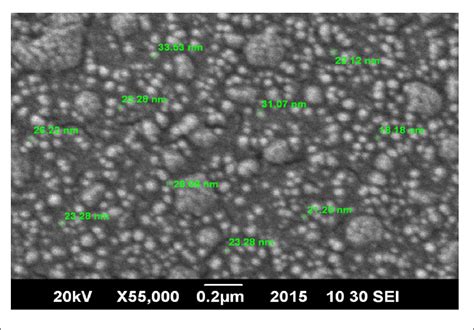 Scanning Electron Microscope Sem Micrographs Morphological Download Scientific Diagram