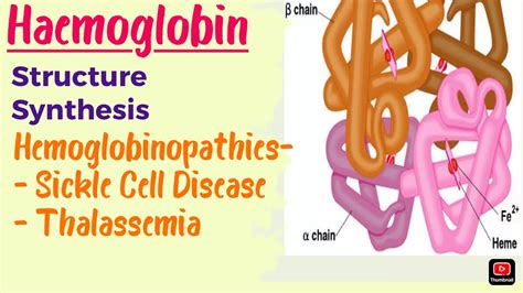 Hemoglobin Structure Synthesis Function And Hemoglobinopathies Thalassemia Youtube