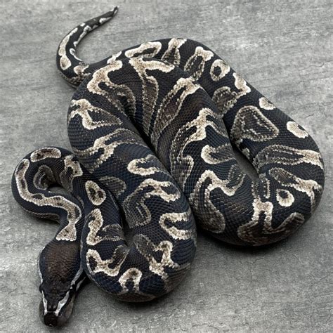 Ghi Vpi Axanthic Freeman Ballpython