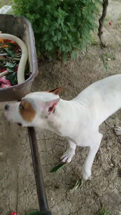 ნაგავი არ შეიმჩნიოთ ბადი Youtube