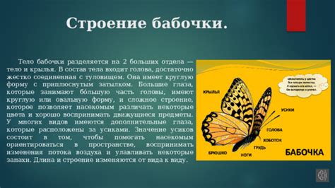 Презентация к уроку биологии на тему: "Бабочки. Отличительные признаки ...