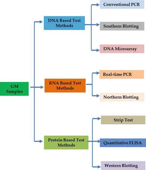 Methods Of Detection Of Genetically Modified Organisms At Natasha Cain Blog