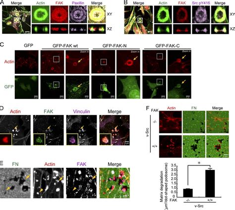 Fak Is Localized To Podosome Rosettes And Some Dot Shaped Podosomes A Download Scientific