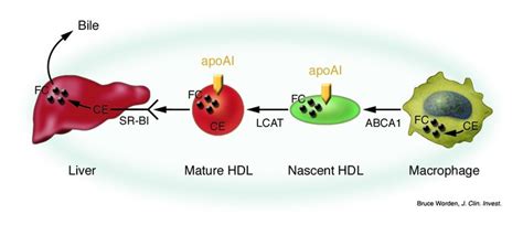 Jci Do Dna Sequence Variants In Abca1 Contribute To Hdl Cholesterol Levels In The General