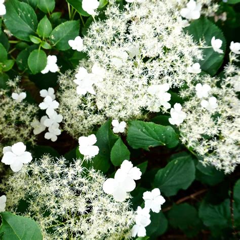 Hydrangea Petiolaris Lynwood Garden