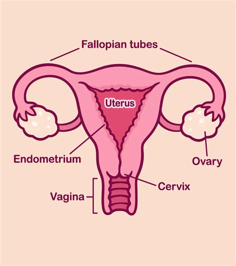 Cervix During Ovulation And Pregnancy
