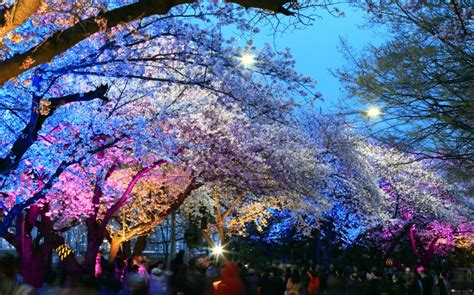 2024 여의도 봄꽃 벚꽃 축제 일정 장소 주차장 안내