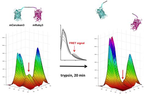 Biosensors Free Full Text In Vitro Characterization Of Mcerulean3 Mruby3 As A Novel Fret