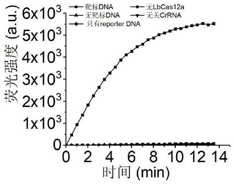 Visual Virus Detection Method Based On Crispr Cas12a System And Application Eureka Patsnap