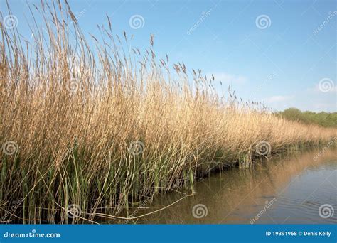 What Is Reed Bed At Jose Cruse Blog