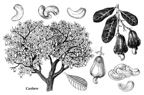 Hand Drawn Cashews Vector Set Stock Vector Illustration Of Branch