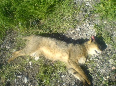 მოკლული გარეული კატის შესახებ სპეციალური დეპარტამენტი განცხადებას ავრცელებს Metronome Ge