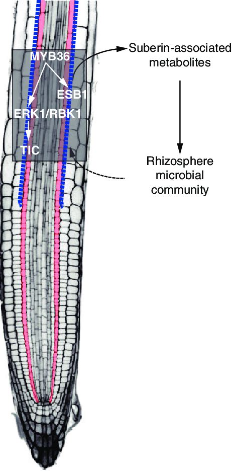 Hypothetical Model For The Role Of The Endodermal Suberin Pathway In Download Scientific
