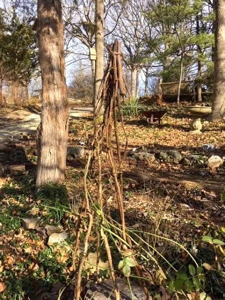 Cedar Rose Trellis — Gardening Charlotte