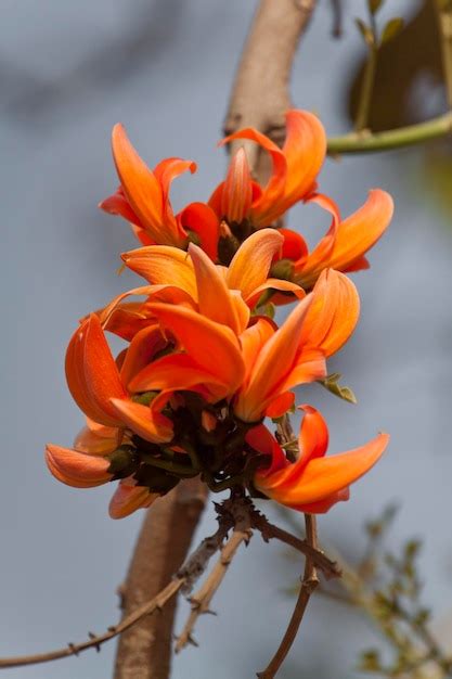 Polash Images Free Download On Freepik