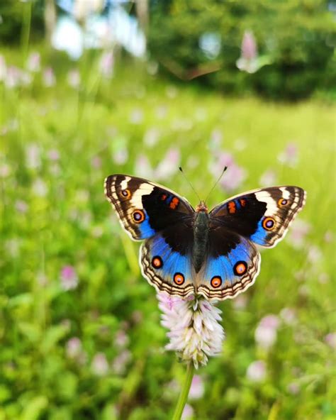 35 Mind Blowing Insect Closeups Shot By Aditya Bhat Using Just A Mobile Phone