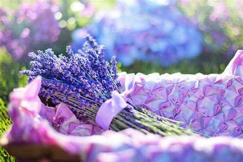 Banco de imagens : azul, flor, lavanda, roxa, lilás, tolet, Lavanda ...