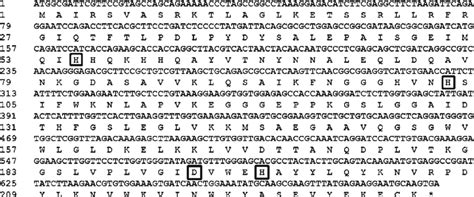 The Complete Coding Sequence Of Rsrsod And Its Deduced Amino Acids Download Scientific Diagram