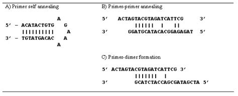 Primer Secondary Structure Formation Shown In A Is The Secondary