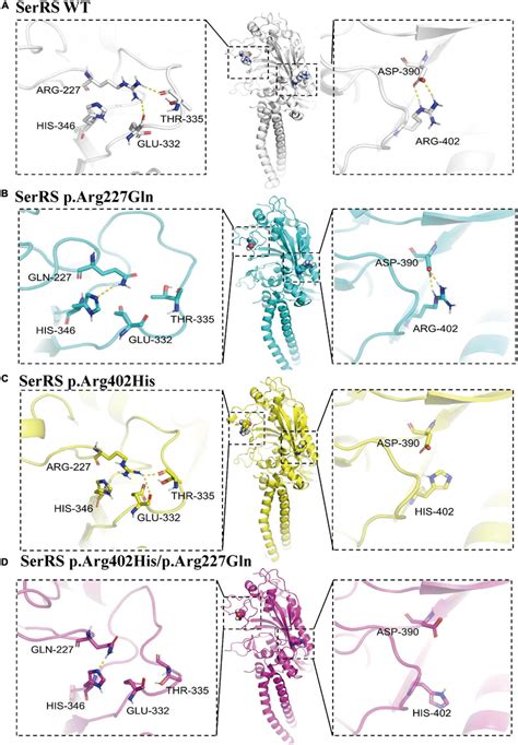 The Structure Analysis Of Serrs Variants Using Pymol 252 And The